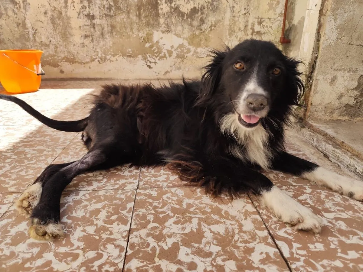 Maltrato animal: denunciaron caso de envenenamiento y un fallecimiento ...